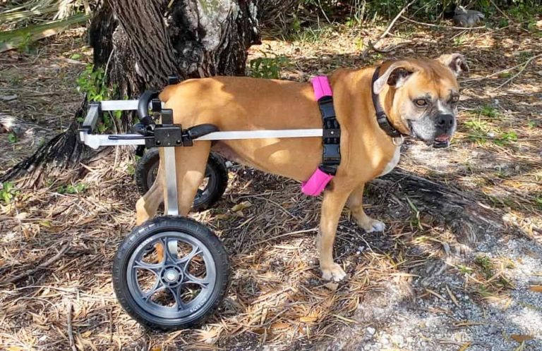 Best Wheelchairs For Dogs To Improve Mobility!