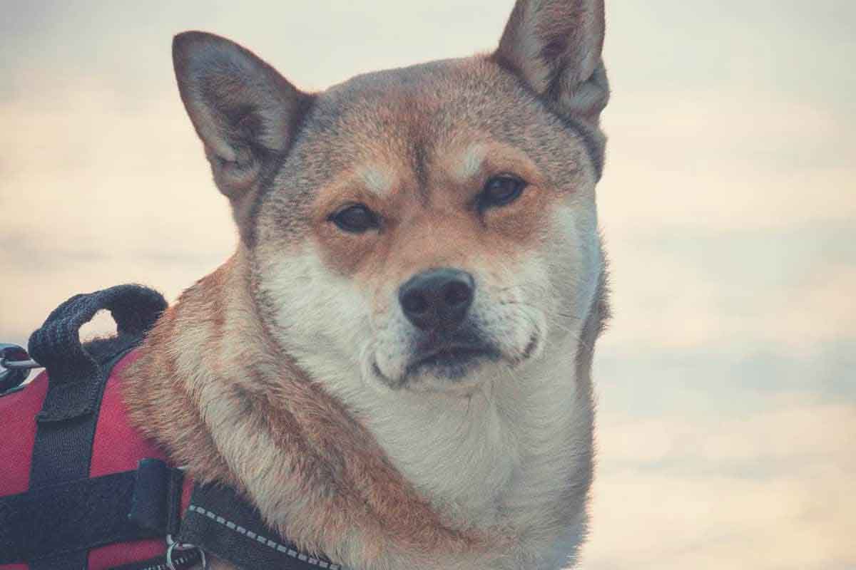 The Best Weighted Dog Vests For 2022 The Best Weighted Dog Vests For 2022
