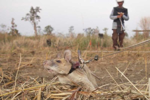 Meet Magawa: The Hero Rat Saving Lives From Landmines