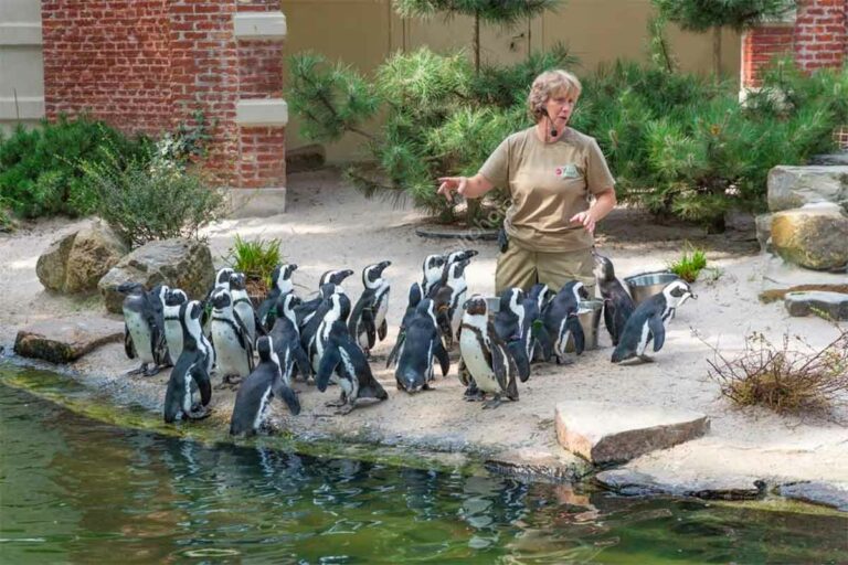 20+ Jobs With Animals With Salaries & Requirements