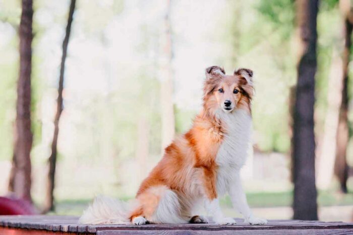 30+ Sheltie Rescues To Adopt A Shetland Sheepdog! {Updated 2022}