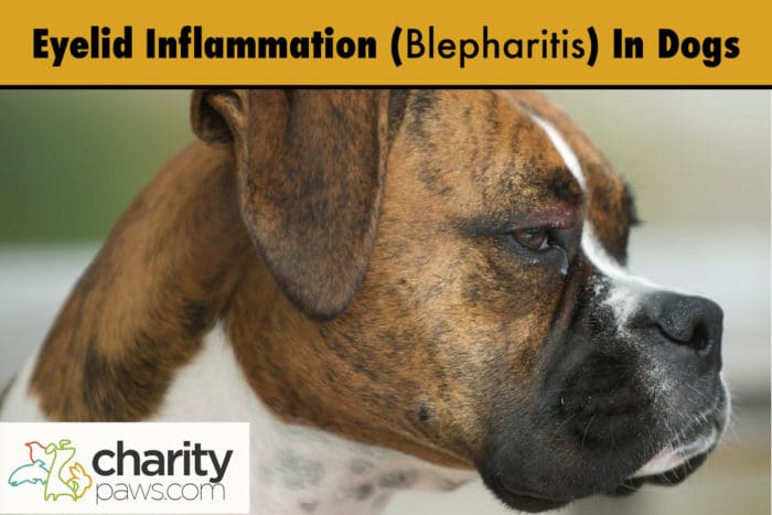 Eyelid Inflammation (Blepharitis) In Dogs | What Is It