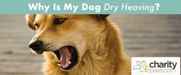 Why Is My Dog Dry Heaving Or Retching? How To Stop This