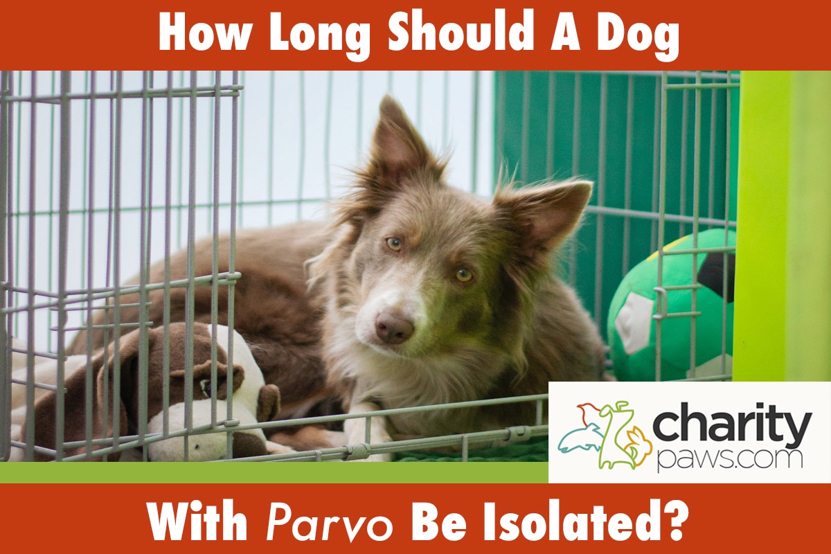 How Long Should A Dog With Parvo Be Isolated Up To 1 Month