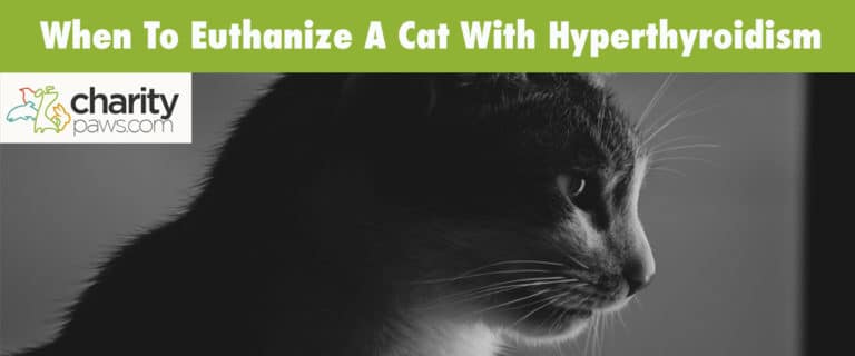 When To Euthanize A Cat With Hyperthyroidism (Our Opinion)
