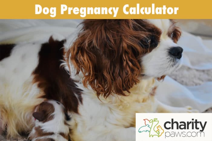Dog Pregnancy Calculator, Calculating Your Dog's Due Date