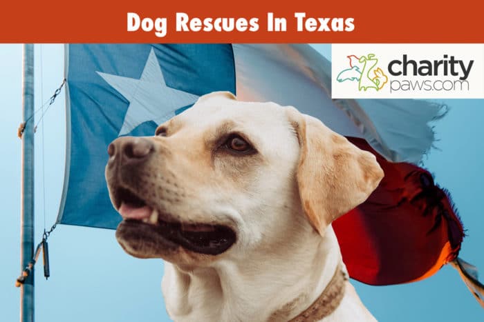 13 Dog Rescues In Texas To Adopt From (Updated)