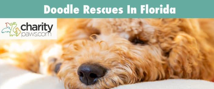 Doodle Rescues In Florida | 6 Great Groups To Choose From