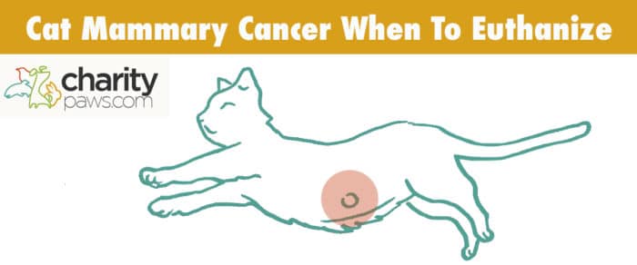 Cat Mammary Cancer When To Euthanize | When To Say Goodbye