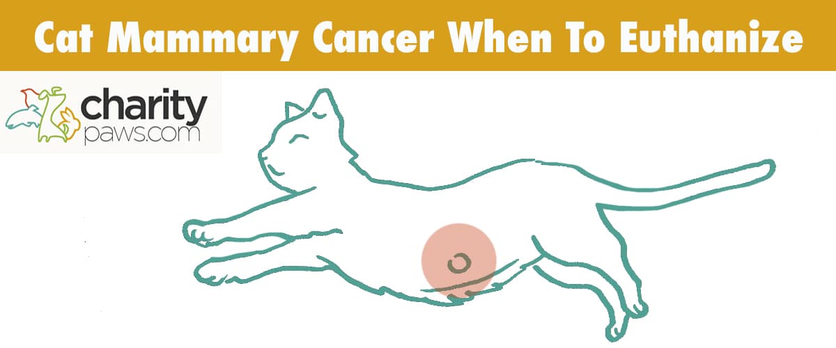 Cat Mammary Cancer When To Euthanize When To Say Goodbye
