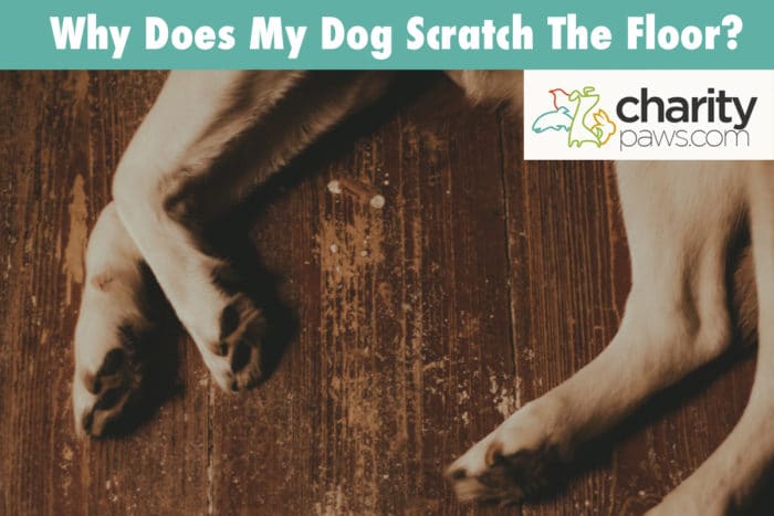 Why Does My Dog Scratch The Floor? 7 Possible Reasons