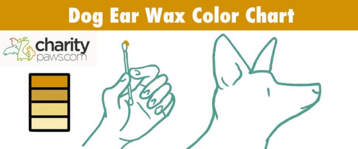 Dog Ear Wax Color Chart | Find Out What Each Color Means
