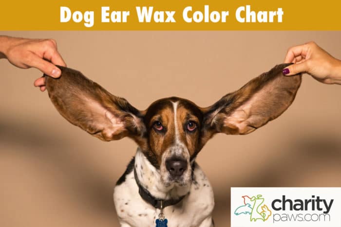 Dog Ear Wax Color Chart | Find Out What Each Color Means