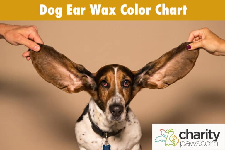 Dog Ear Wax Color Chart | Find Out What Each Color Means