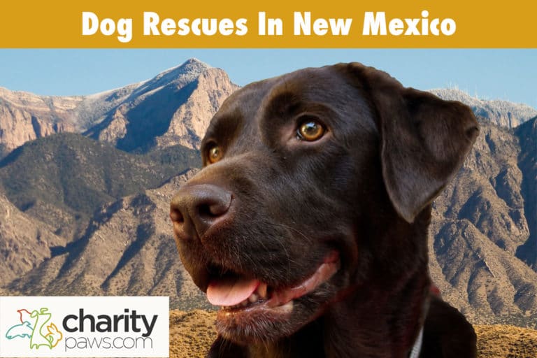 12 Dog Rescues In New Mexico To Adopt Your Next Dog From