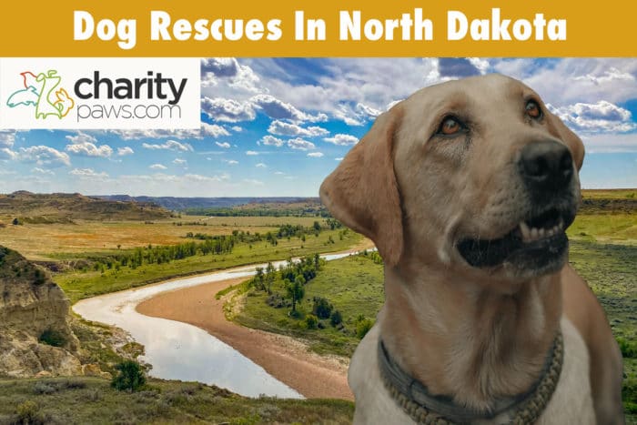 Dog Rescues In North Dakota | 11 Groups To Adopt From In ND
