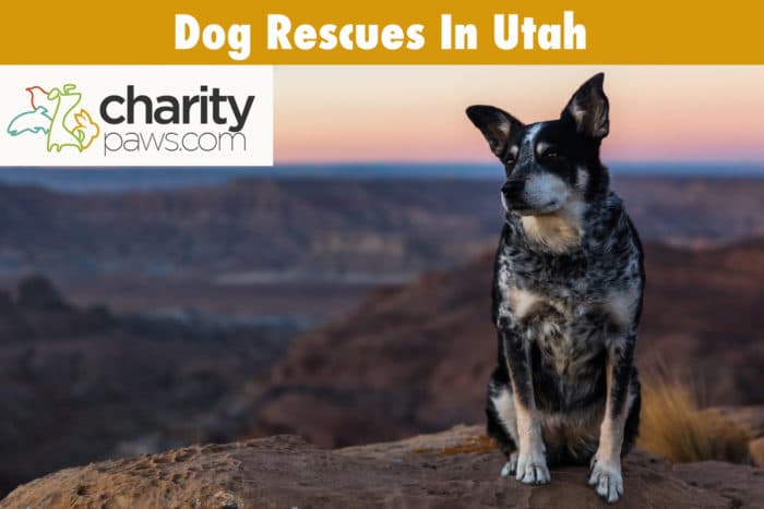 Dog Rescues In Utah | 12 Rescues To Adopt Your Dog From