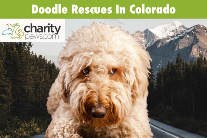 Doodle Rescues In Colorado | 6 Dog Rescues To Adopt From