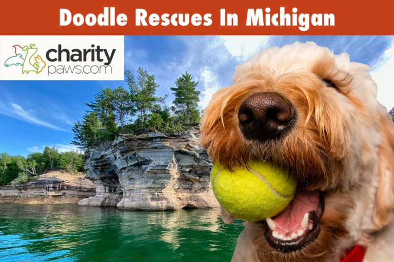 Doodle Rescues In Michigan | 5 Rescues To Choose From