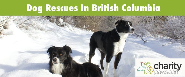 Dog Rescues In British Columbia | 11 Rescues To Choose From