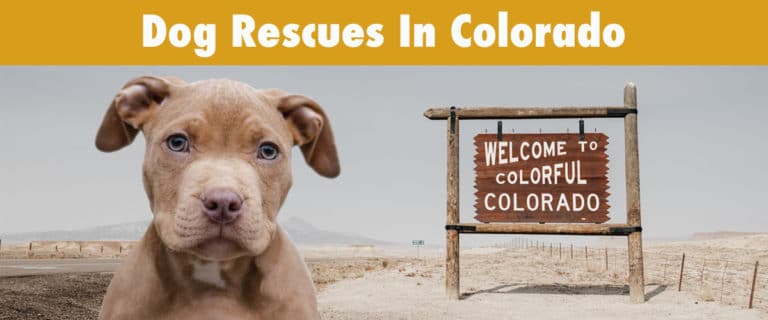 Dog Rescues In Colorado | 12 Rescue Groups To Adopt From