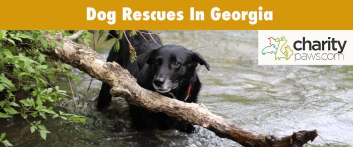 Dog Rescues In Georgia | 12 Best Rescues In GA To Adopt From