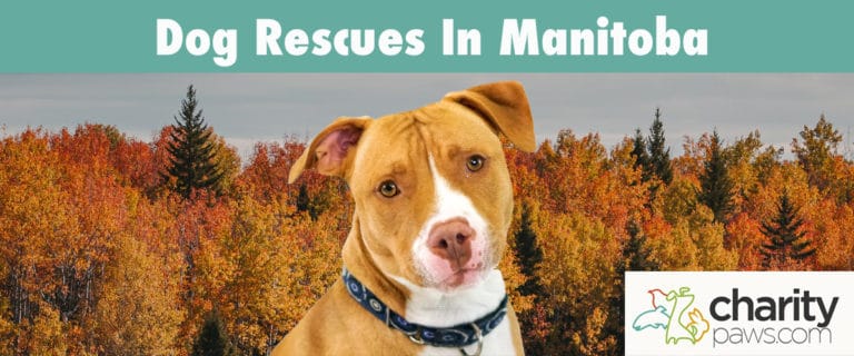 Dog Rescues In Manitoba | 12 Great Rescues To Choose From