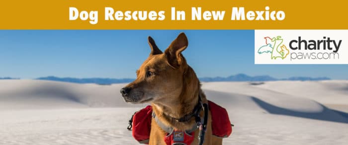 12 Dog Rescues In New Mexico To Adopt Your Next Dog From