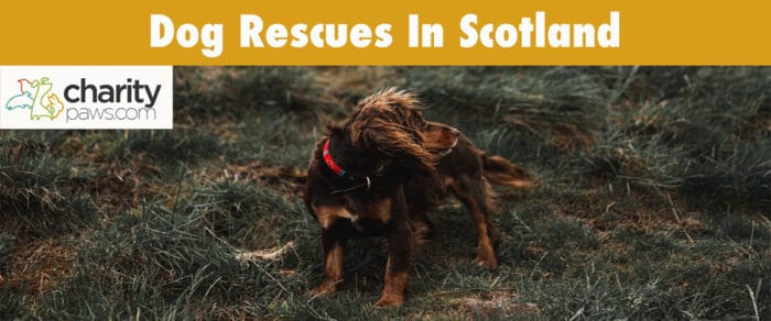 Dog Rescue Centres In Scotland | 10 Rescues To Adopt From