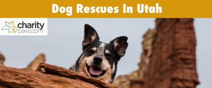 Dog Rescues In Utah | 12 Rescues To Adopt Your Dog From