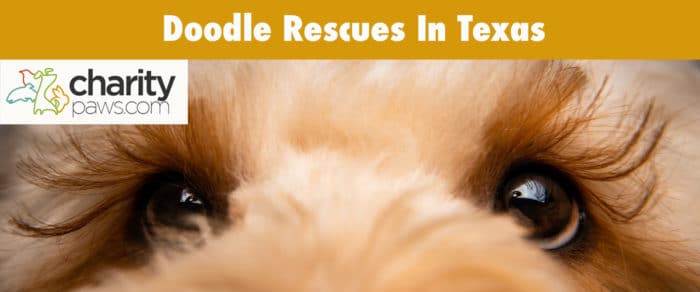 7 Doodle Rescues In Texas Where You Can Adopt A Doodle
