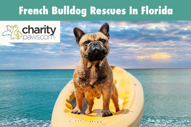 8 French Bulldog Rescues In Florida To Adopt From