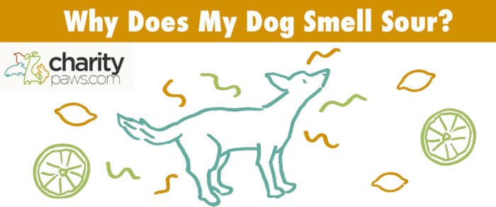 Why Does My Dog Smell Sour? 7 Reasons For Sour Smelling Dogs