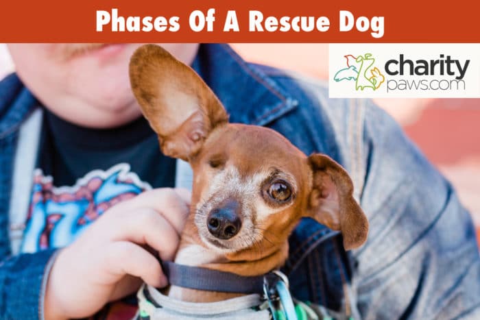 Phases Of A Rescue Dog | 3 Phases Of Helping Your Dog Adjust