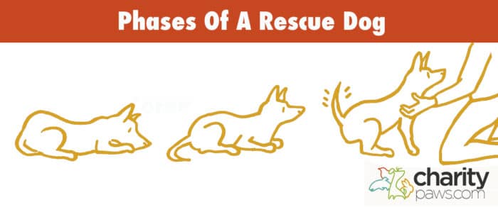 Phases Of A Rescue Dog | 3 Phases Of Helping Your Dog Adjust
