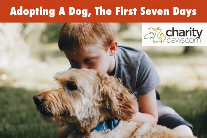 Adopting A Rescue Dog: The First 7 Days & What To Expect