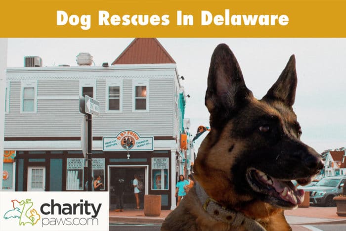 Dog Rescues In Delaware | 12 Rescues To Adopt From