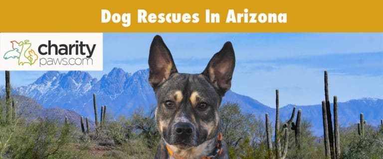 Dog Rescues In Arizona | 12 Groups To Adopt From In AZ