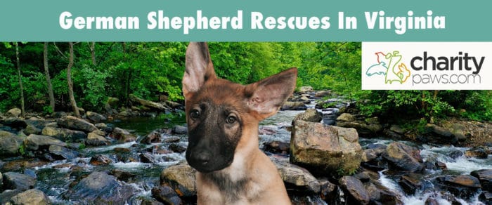 5 German Shepherd Rescues In Virginia To Adopt From
