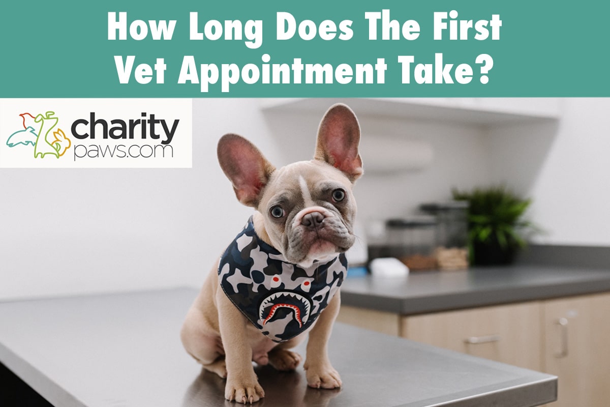 How Long Does The First Vet Appointment Take 15 30 Minutes