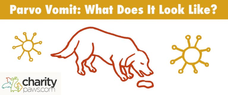 What Does Parvo Vomit Look Like? Does It Have A Smell?