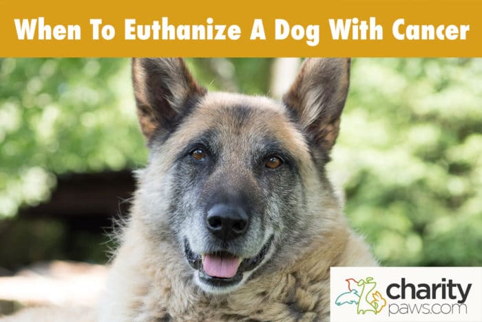 When To Euthanize A Dog With Cancer & Signs They Are Dying