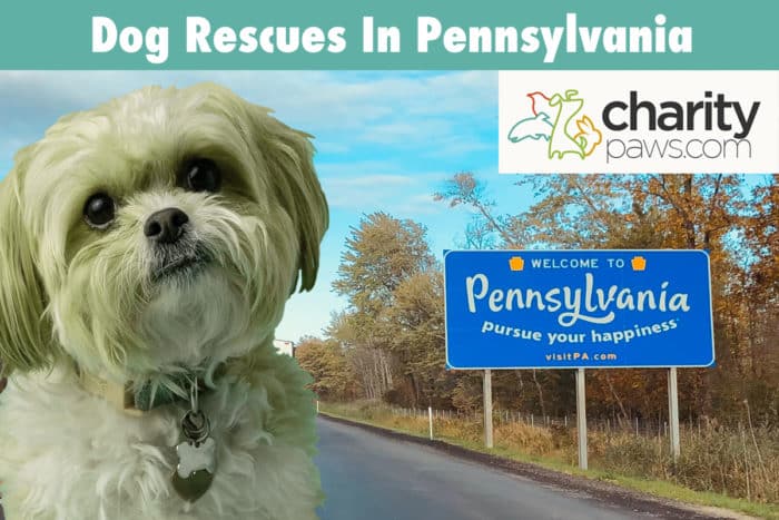 12 Dog Rescues In Pennsylvania To Adopt Your Next Pup From