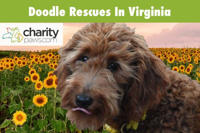 7 (Dog) Doodle Rescues In Virginia To Adopt From
