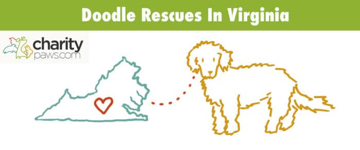 7 (Dog) Doodle Rescues In Virginia To Adopt From